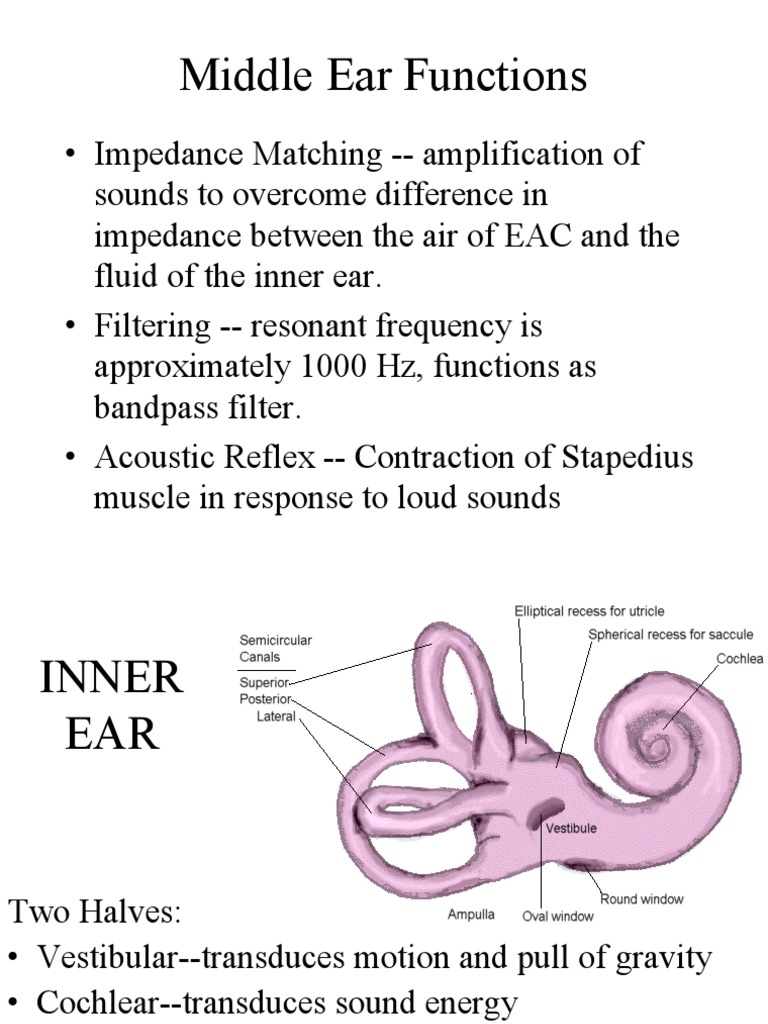 Middle Ear Functions | PDF