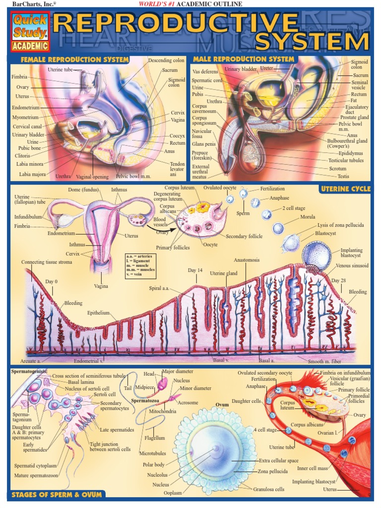 BarCharts QuickStudy Reproductive System | PDF | Uterus | Ovary