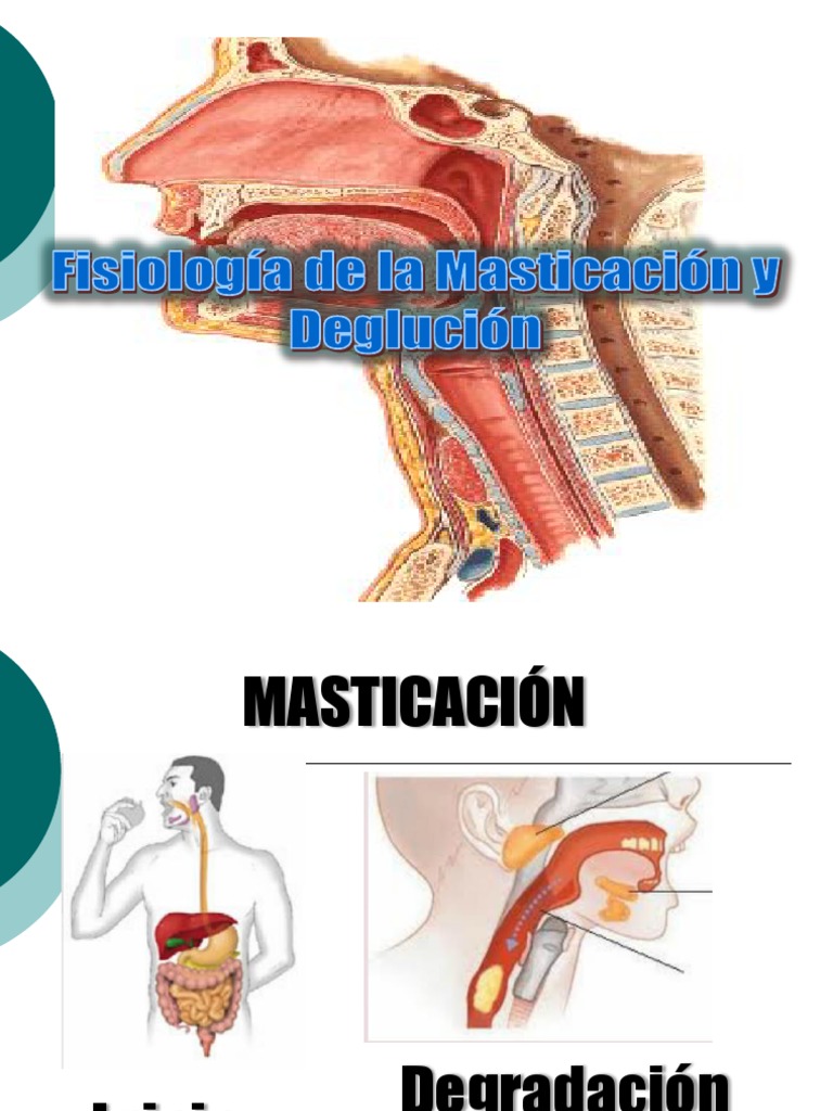 Exposicion de Masticacion y Deglucion | PDF
