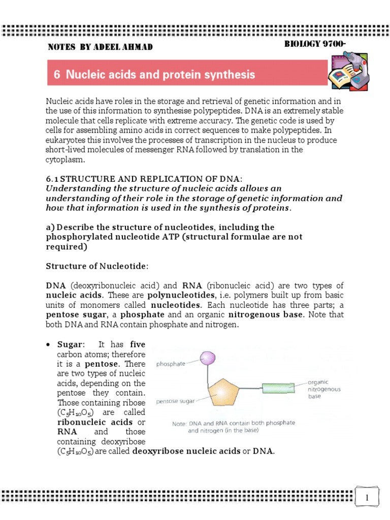 Nucleic Acid and Protein Synthesis 2017-18 | PDF | Translation (Biology ...