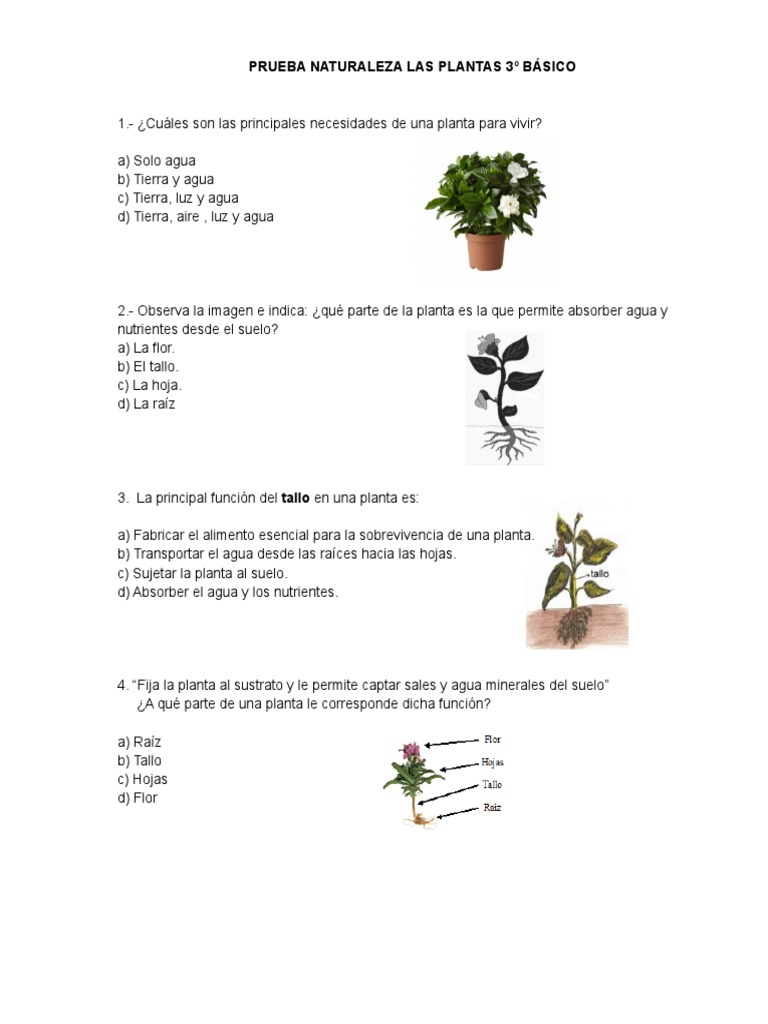 Prueba Naturaleza Las Plantas | PDF | Flores | Plantas