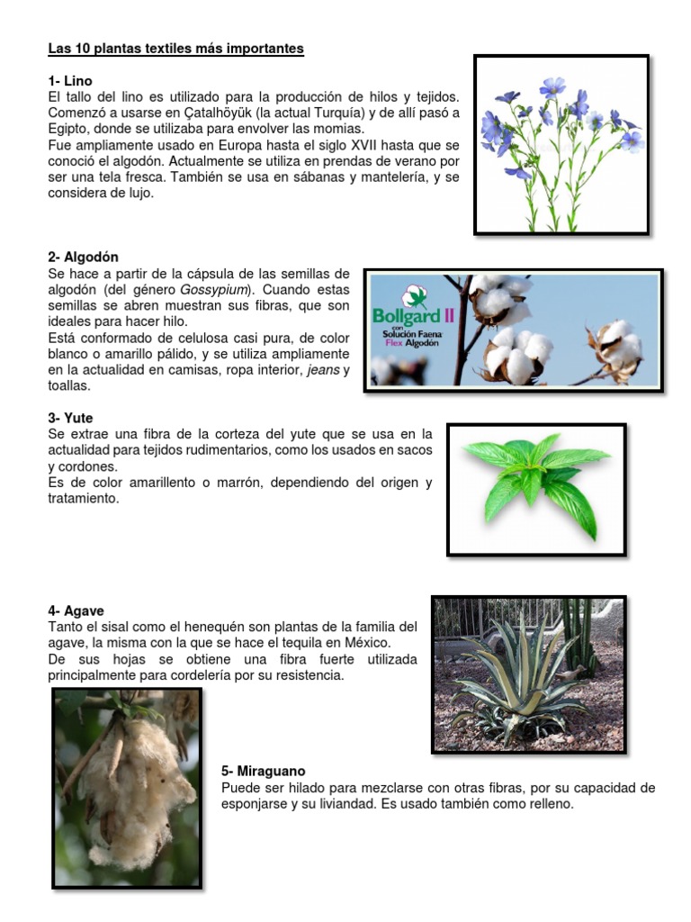 Las 10 plantas textiles más importantes a través de la historia y su ...