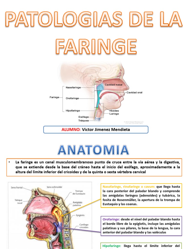 Patologias de Faringe | Herpes Simple | Apnea del sueño