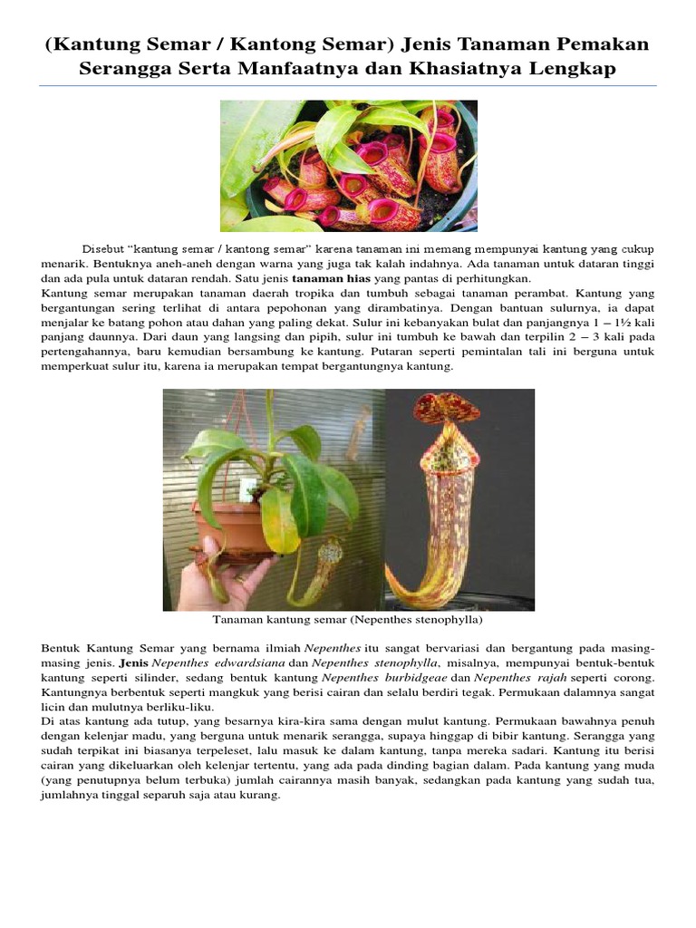 Kantung Semar | PDF