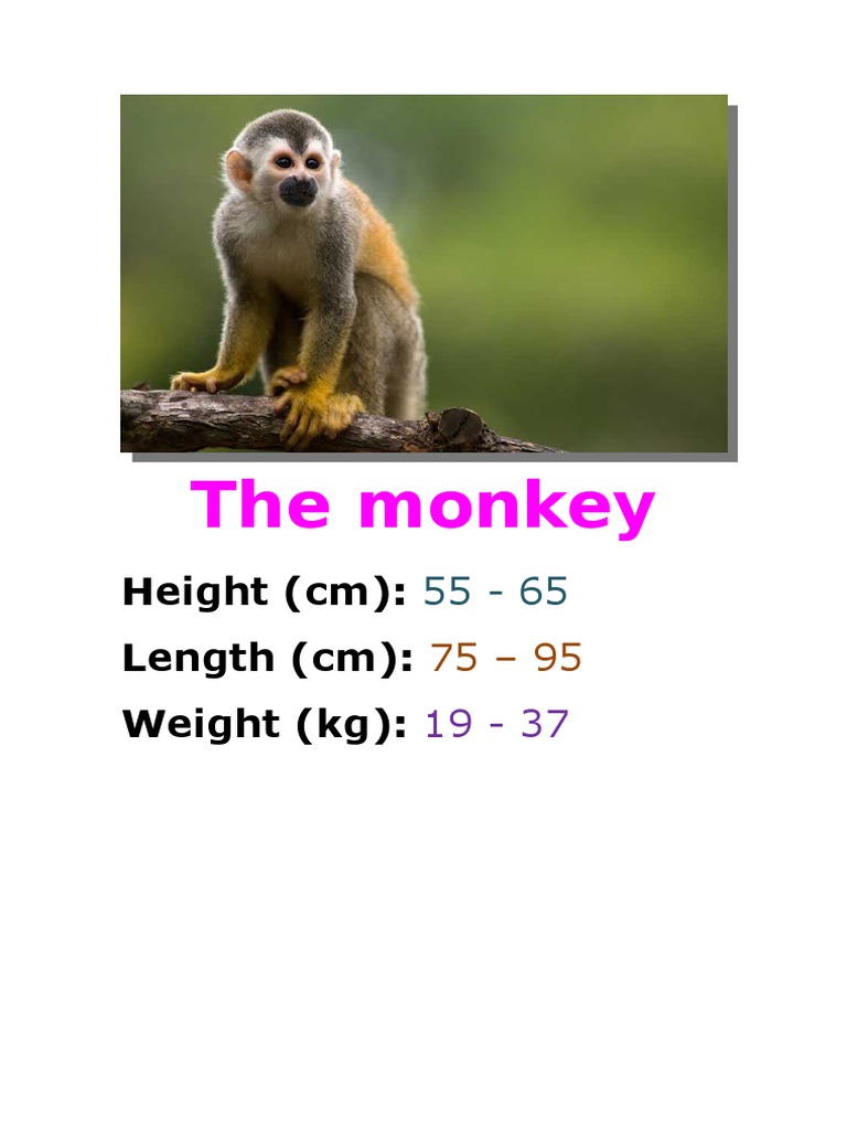 The Monkey: Height (CM) : Length (CM) : Weight (KG) | PDF