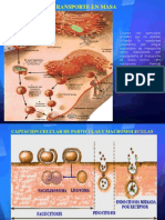Absorcion Cutanea | PDF | Piel | Absorción (Química)