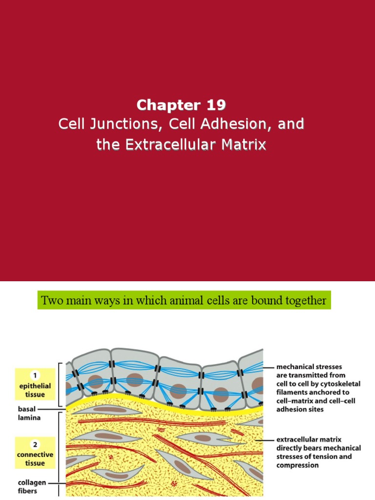 Chapter 19 - Cell Junctions and Cell Adhesion | PDF