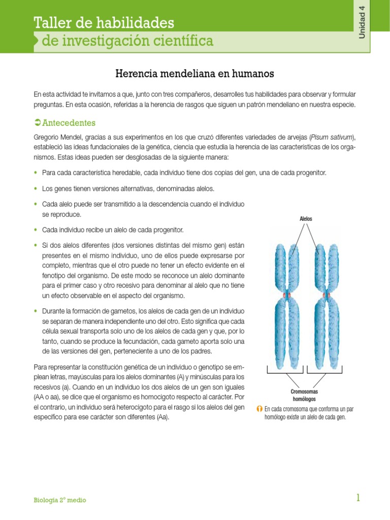 Herencia Mendeliana En Humanos Pdf Dominancia Genética Gene