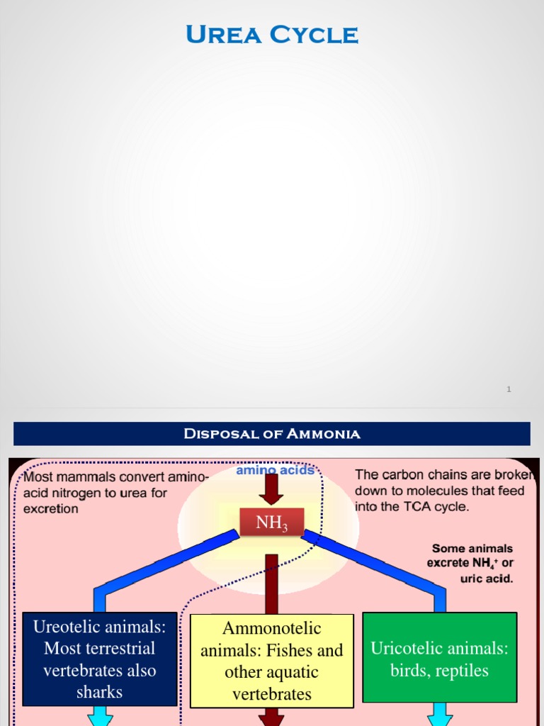 Urea Cycle | PDF