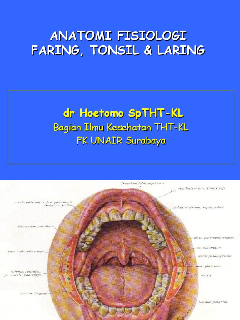 Anatomi Fisiologi Faring Tonsil Laring DR HOETOMO 2006 | PDF