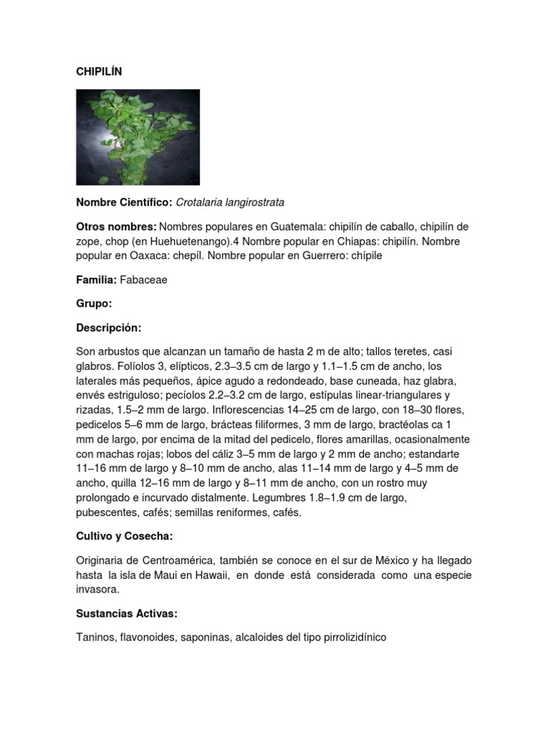 Chipilín: Usos, Cultivo y Precauciones | PDF | Vegetales | Horticultura ...