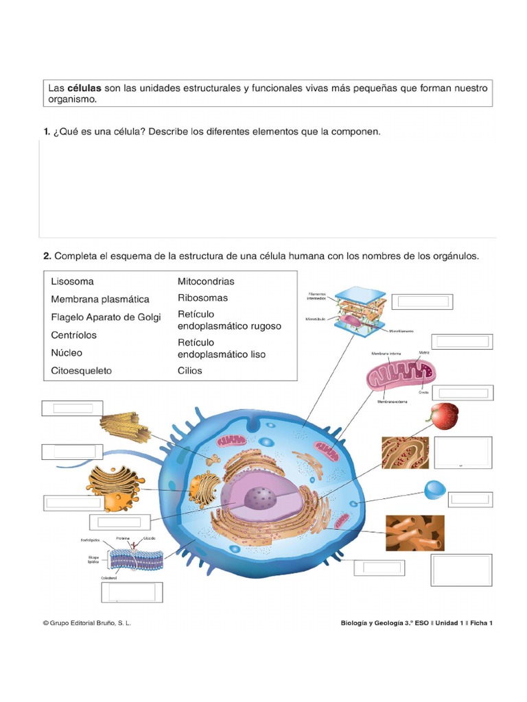 Fichas Tema 1 y 2 Bio 3ESO | PDF
