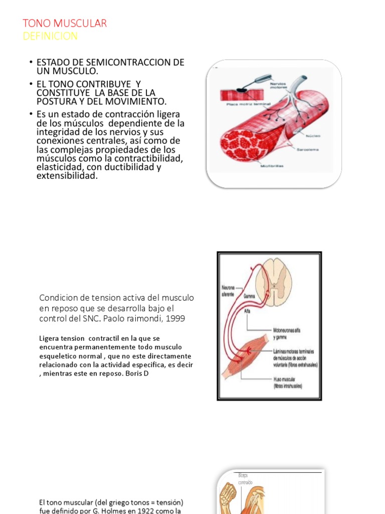 Definición y Regulación del Tono Muscular | PDF | Músculo | Cerebro