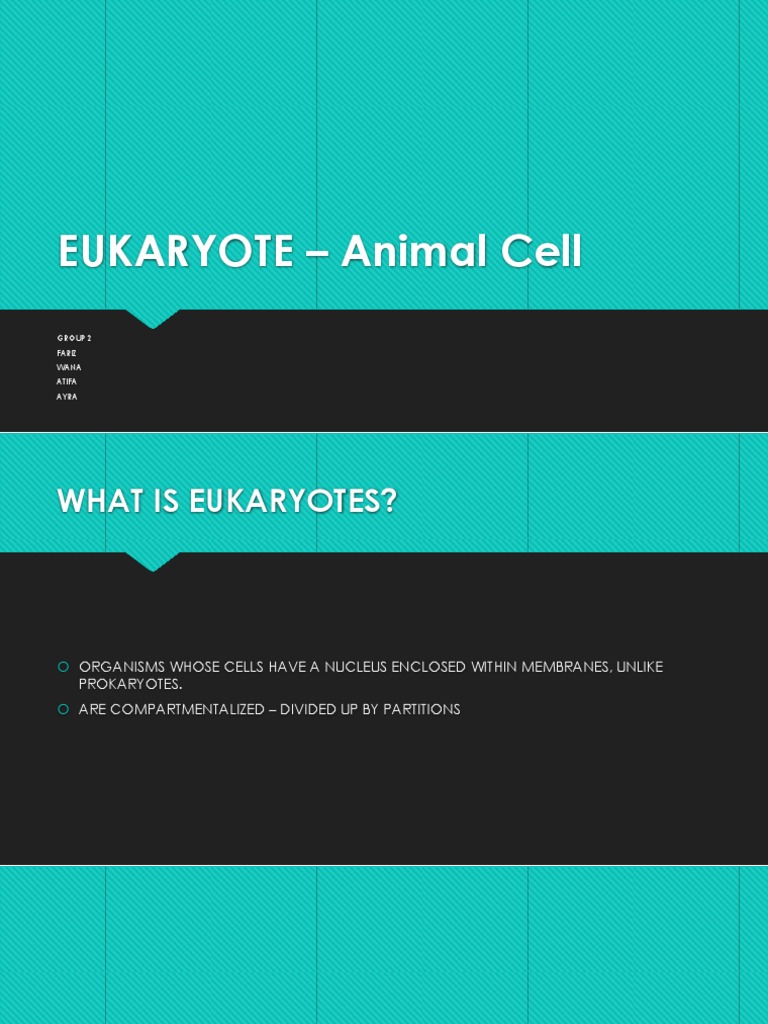 Eukaryote - Animal Cell | PDF