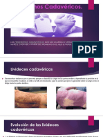 Livideces Cadavéricas: Definición y Evolución | PDF | Color | Sangre