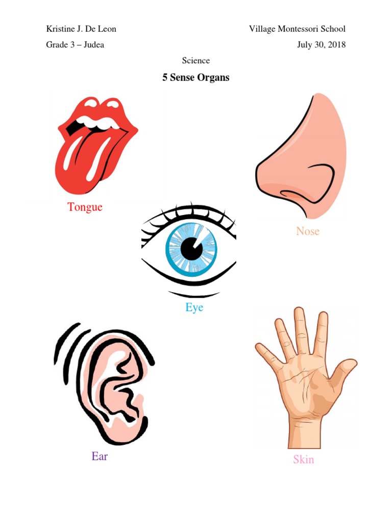 5 Sense Organs | PDF | Wellness