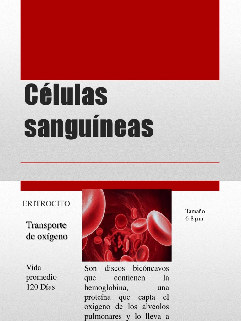 Células Sanguíneas | PDF