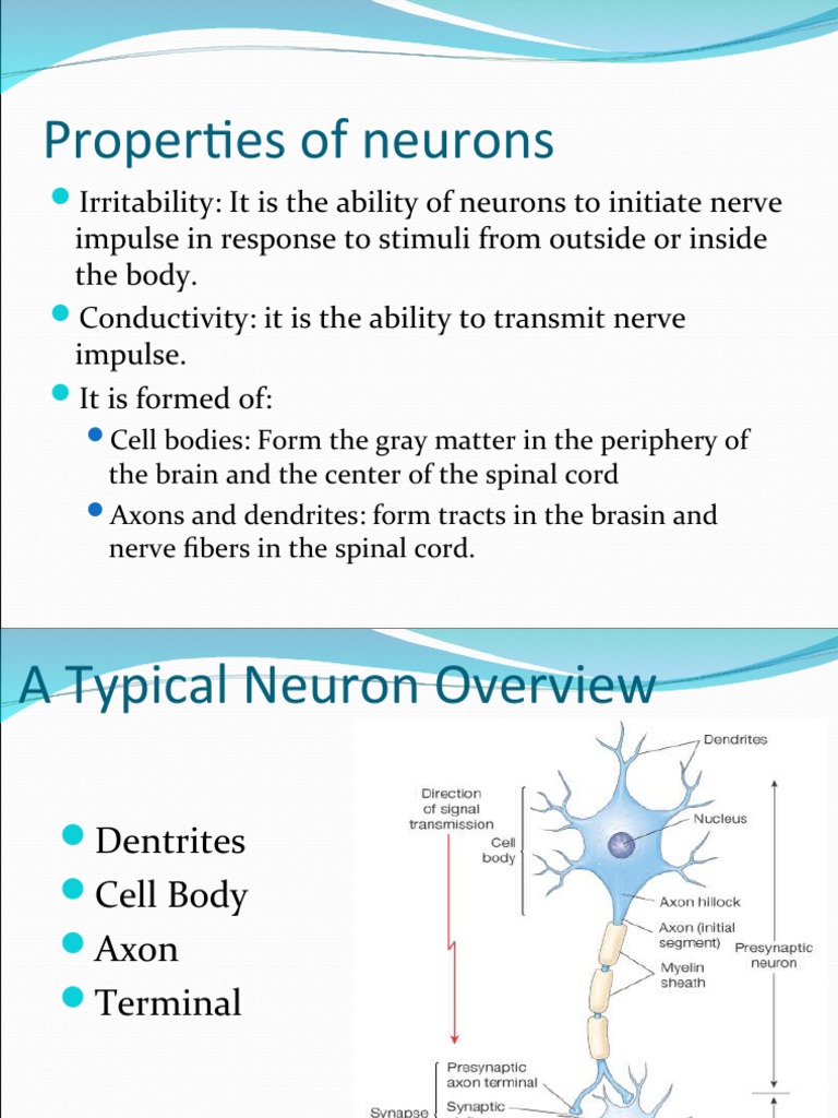 Neuron Properties and Functions Guide | PDF | Motor Neuron | Spinal Cord