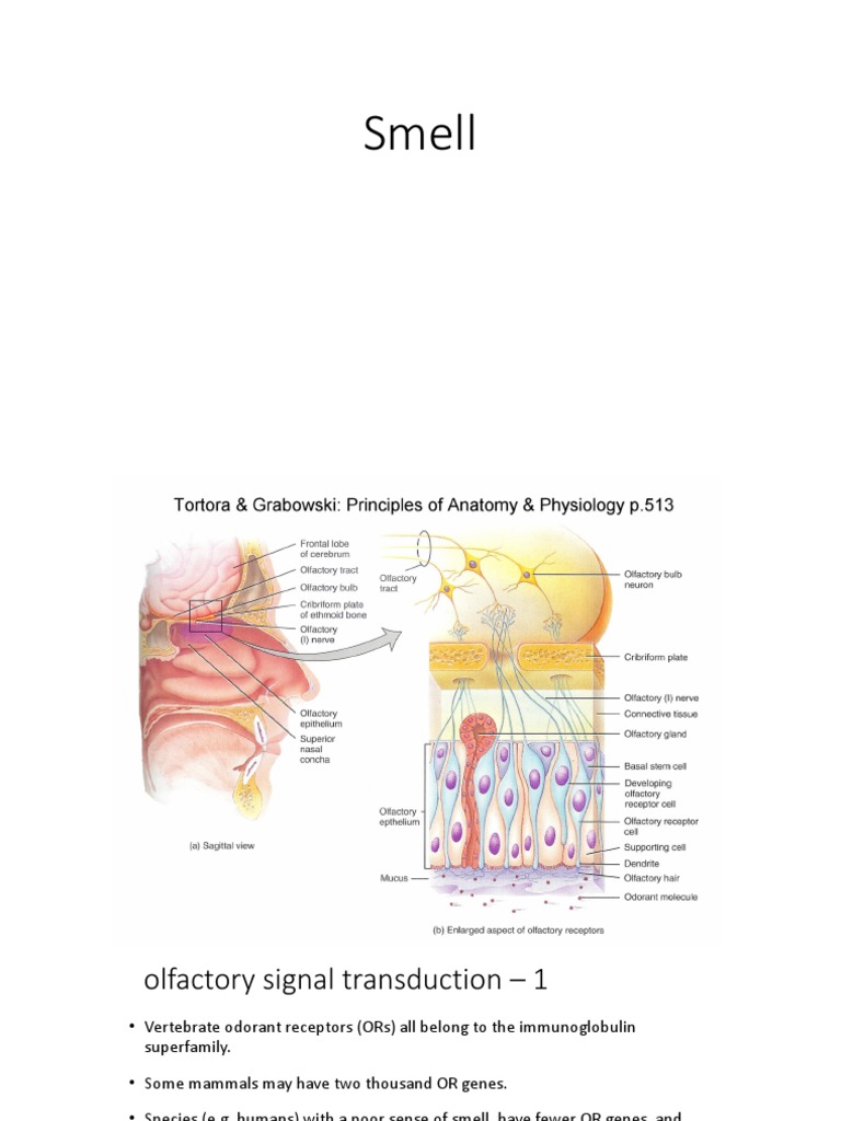 Biochemistry of Olfaction | PDF | Olfaction | Neurophysiology