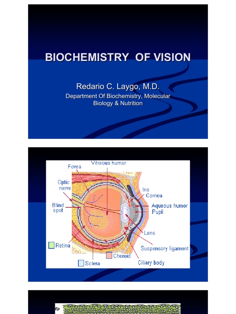 Biochemistry of Vision | PDF | Cornea | Visual System