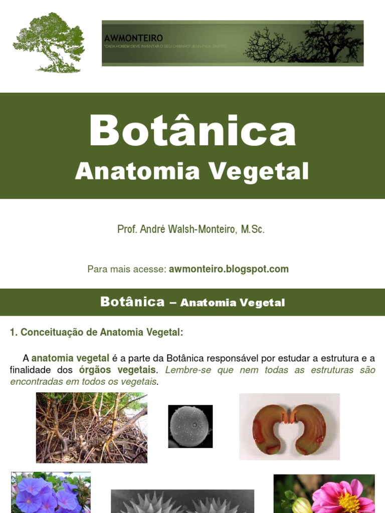 Botânica - Anatomia Vegetal para PV | PDF | Semente | Raiz
