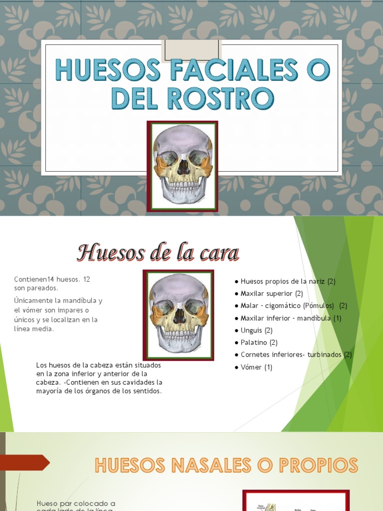 Huesos Faciales o Del Rostro | PDF | Cara | Sistema musculoesquelético