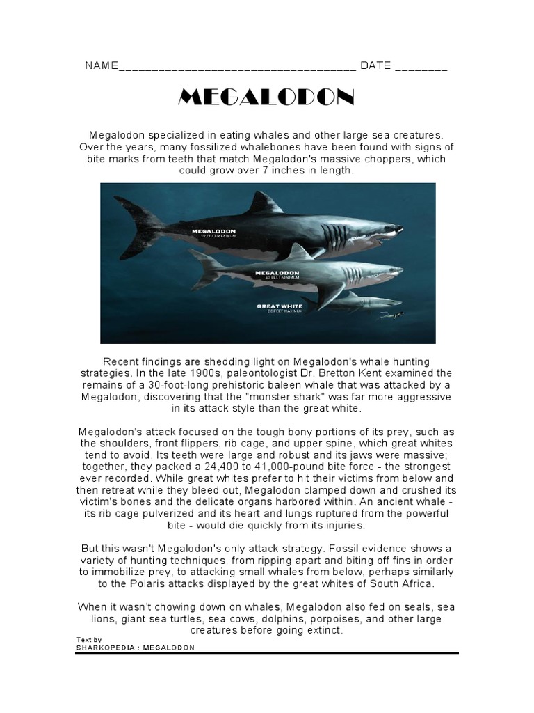 MEGALODON | PDF | Great White Shark | Whales