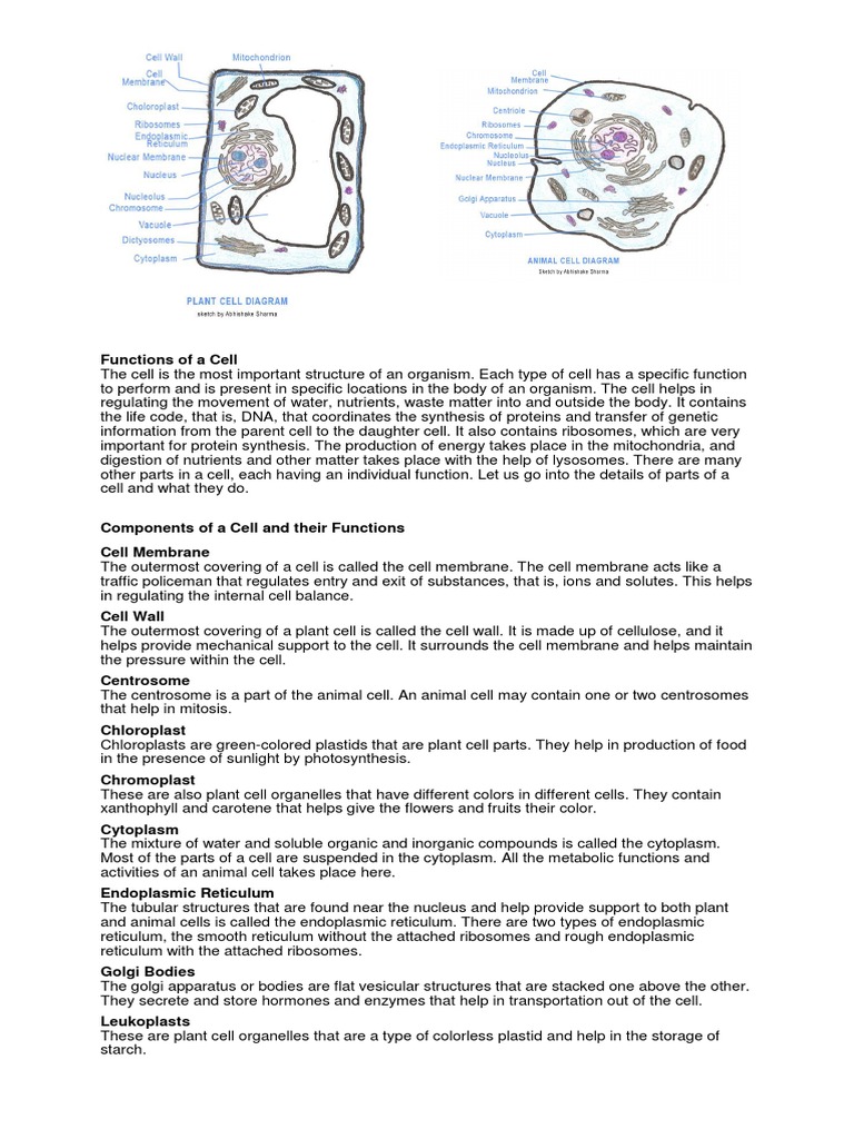 Functions of A Cell | PDF | Endoplasmic Reticulum | Cell (Biology)