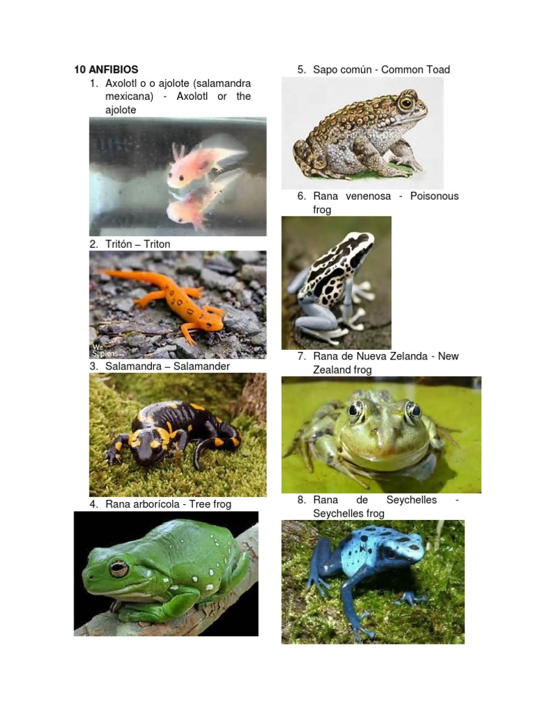 Lista de Anfibios, Moluscos, Frutas y Verduras | PDF | Hogar ...