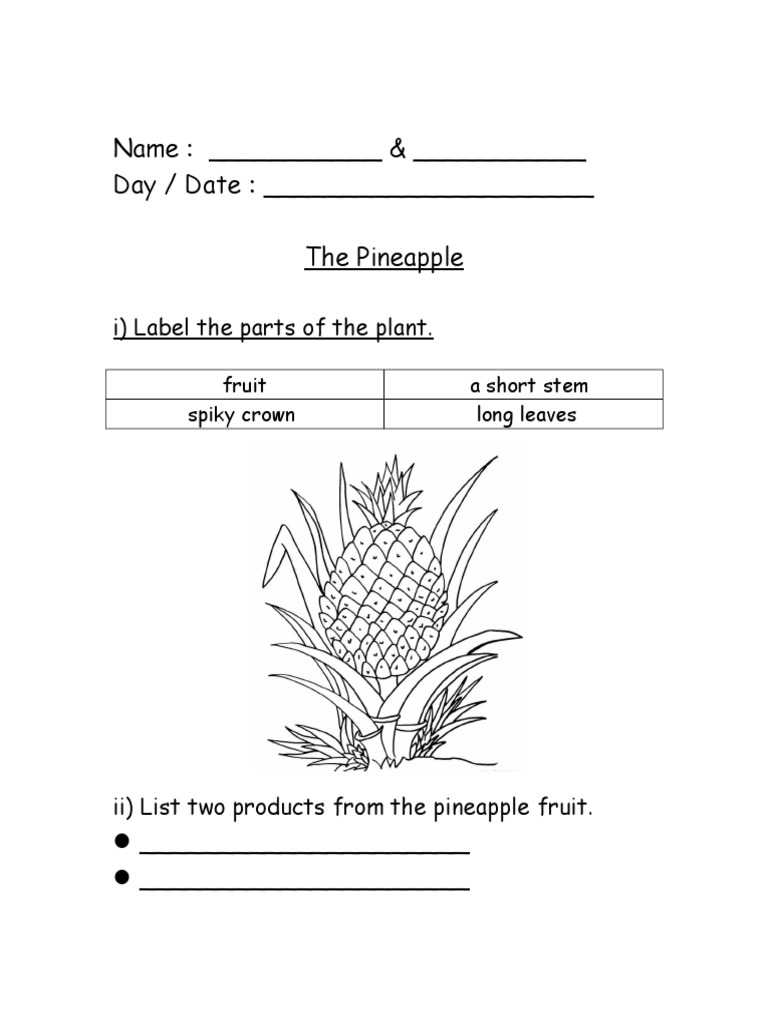 Parts of A Pineapple Plant | PDF