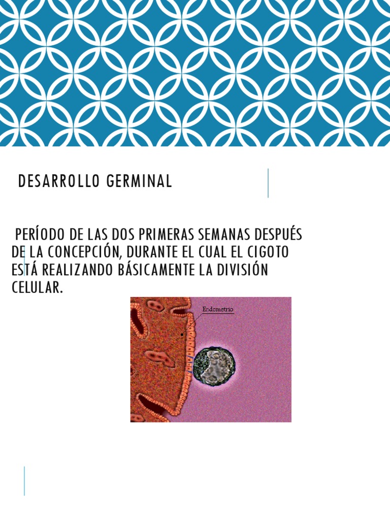 Desarrollo Germinal | PDF | Placenta | Útero