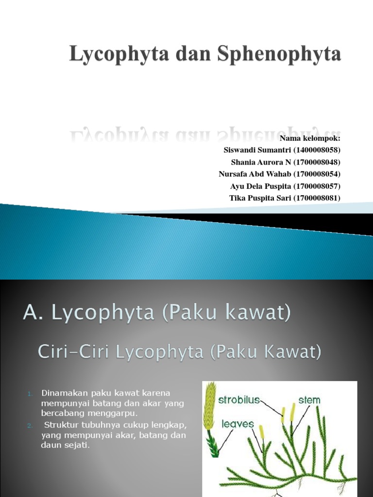 Lycophyta Dan Sphenophyta | PDF