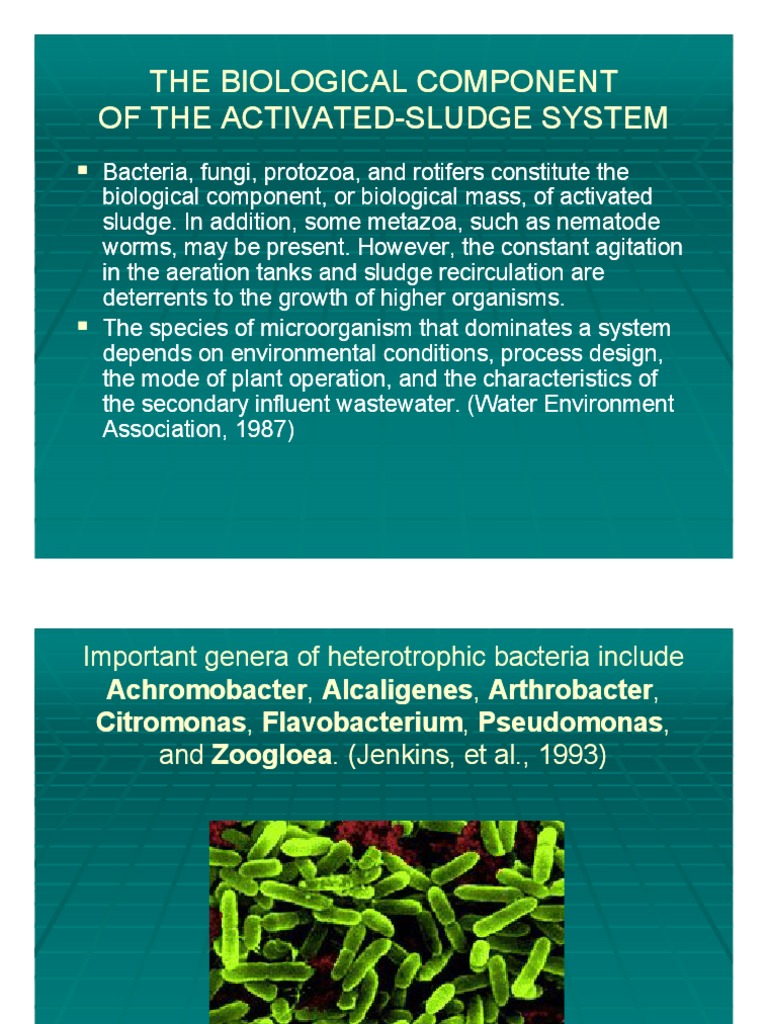 Biological Components of Activated Sludge | PDF | Wellness