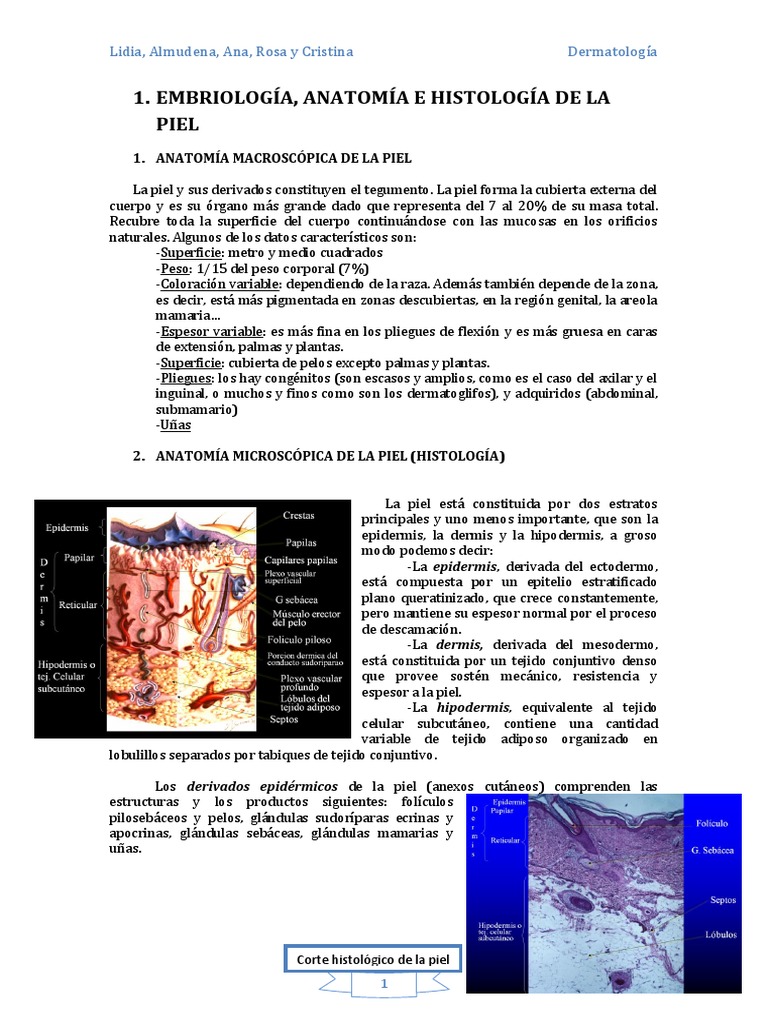 Embrio, Anato e Histo de La Piel | PDF | Piel | Epidermis