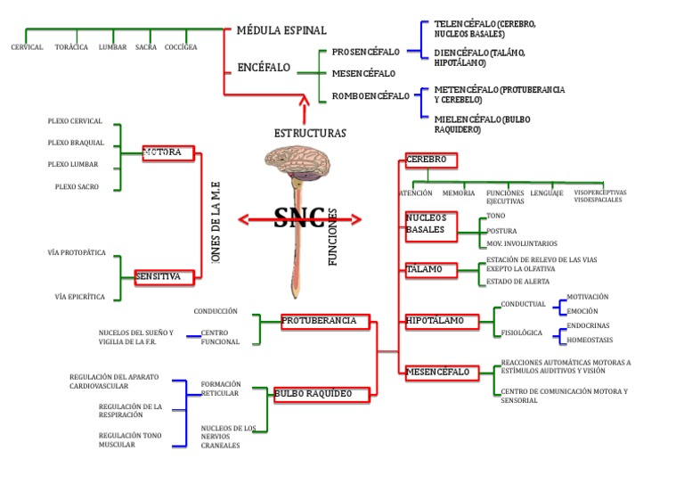Mapa Mental SNC | PDF