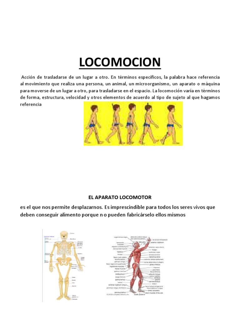LOCOMOCION | PDF