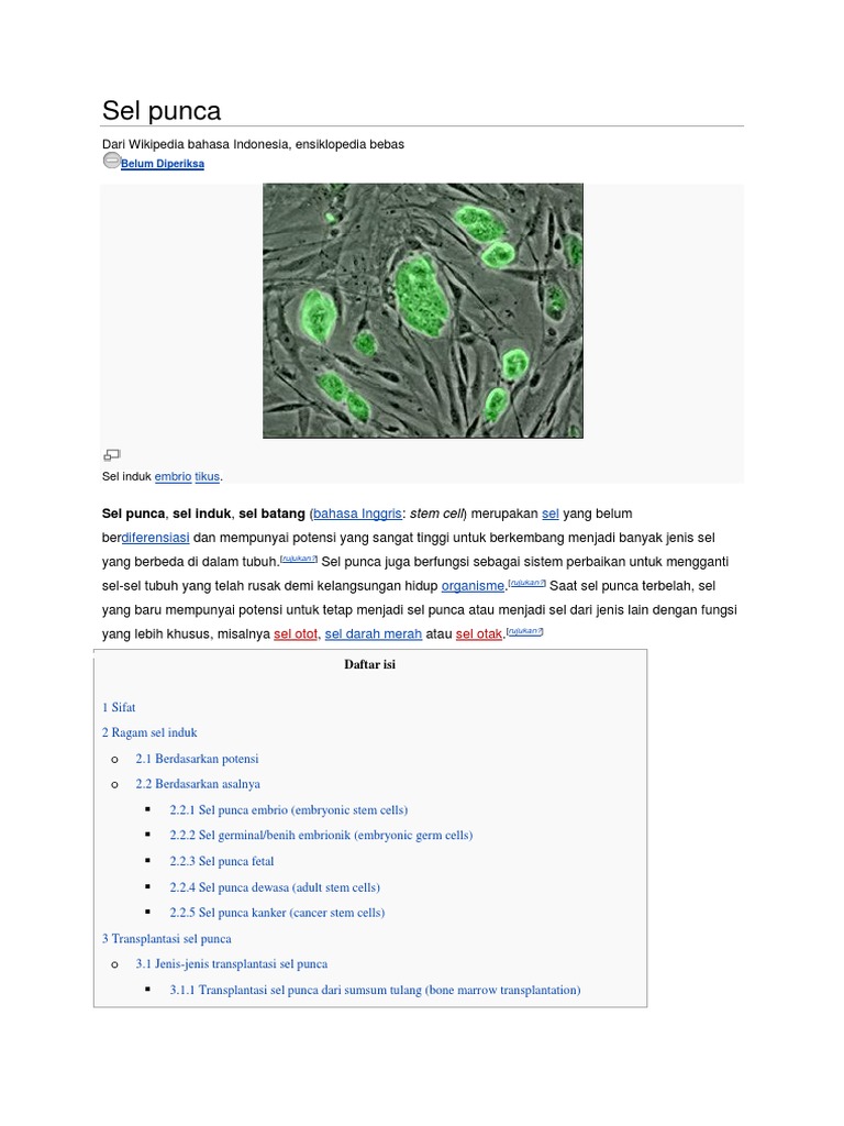 Sel Punca (Stem Cell) | PDF | Sains & Matematika
