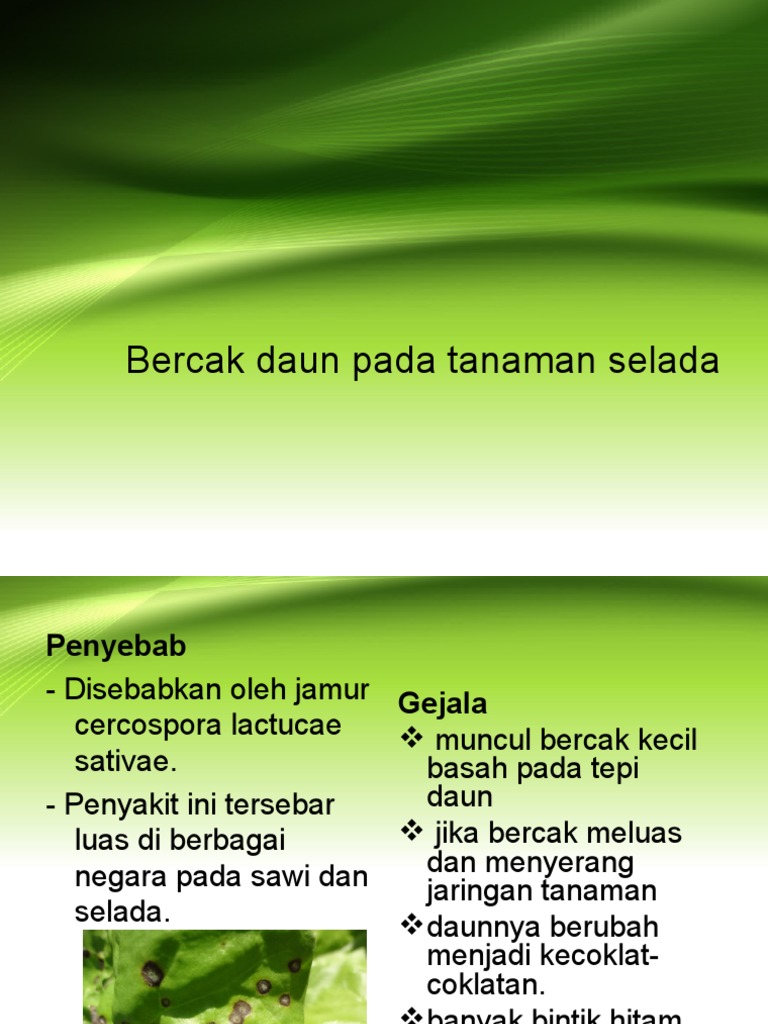 Bercak Daun Pada Tanaman Selada | PDF