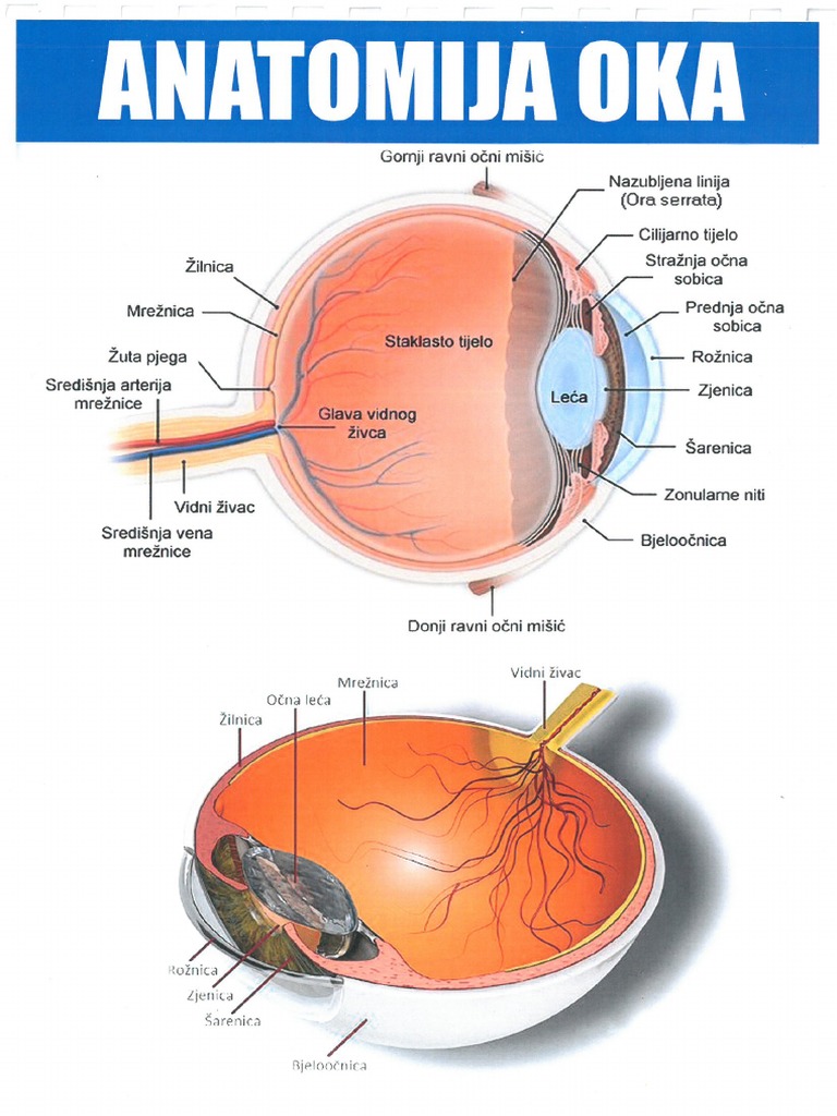 Anatomija Oka | PDF