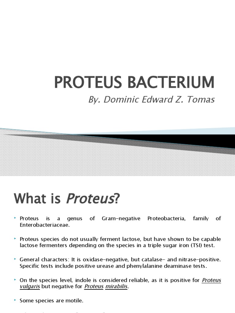 Proteus Bacterium: By. Dominic Edward Z. Tomas | PDF | Prokaryote ...