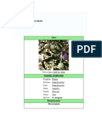 Alugbati (Basella Alba) Fruit Extract As An Alternative Use For Ink ...