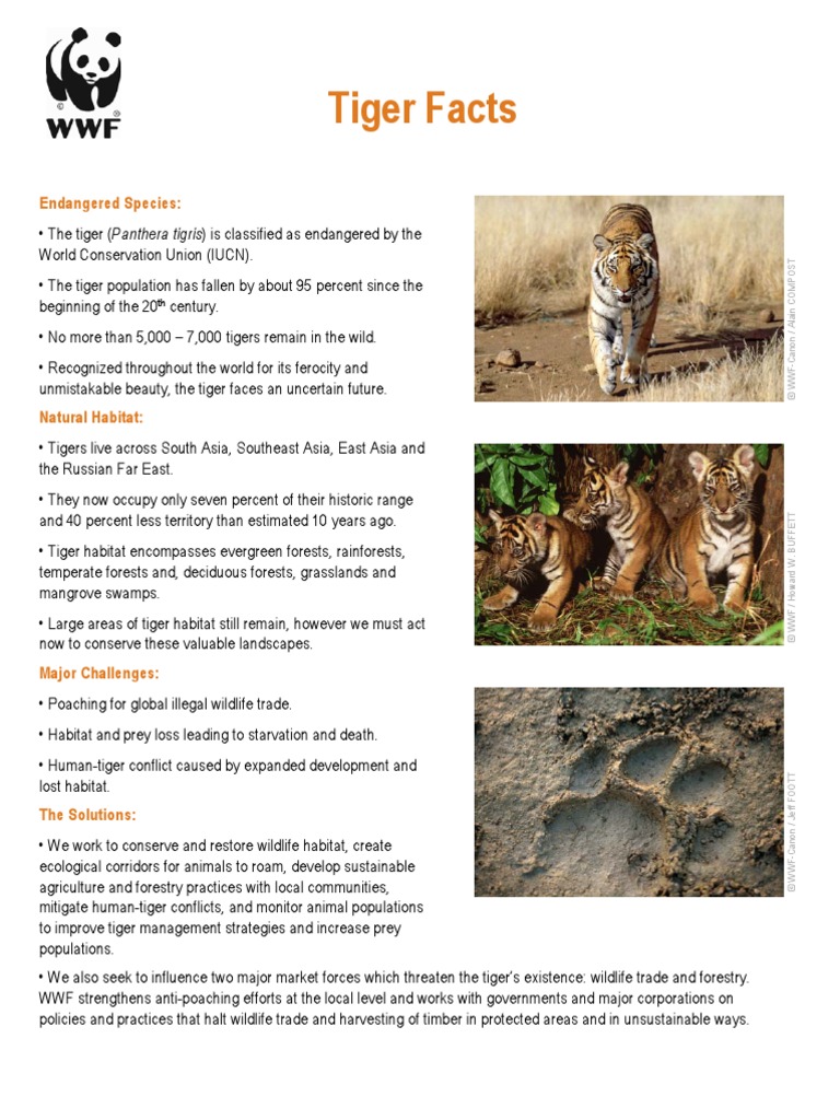 Endangered Tiger Facts: Population Falling, Habitat Shrinking | PDF ...