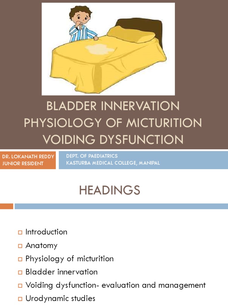 Bladder Innervation Physiology of Micturition Voiding Dysfunction | PDF ...