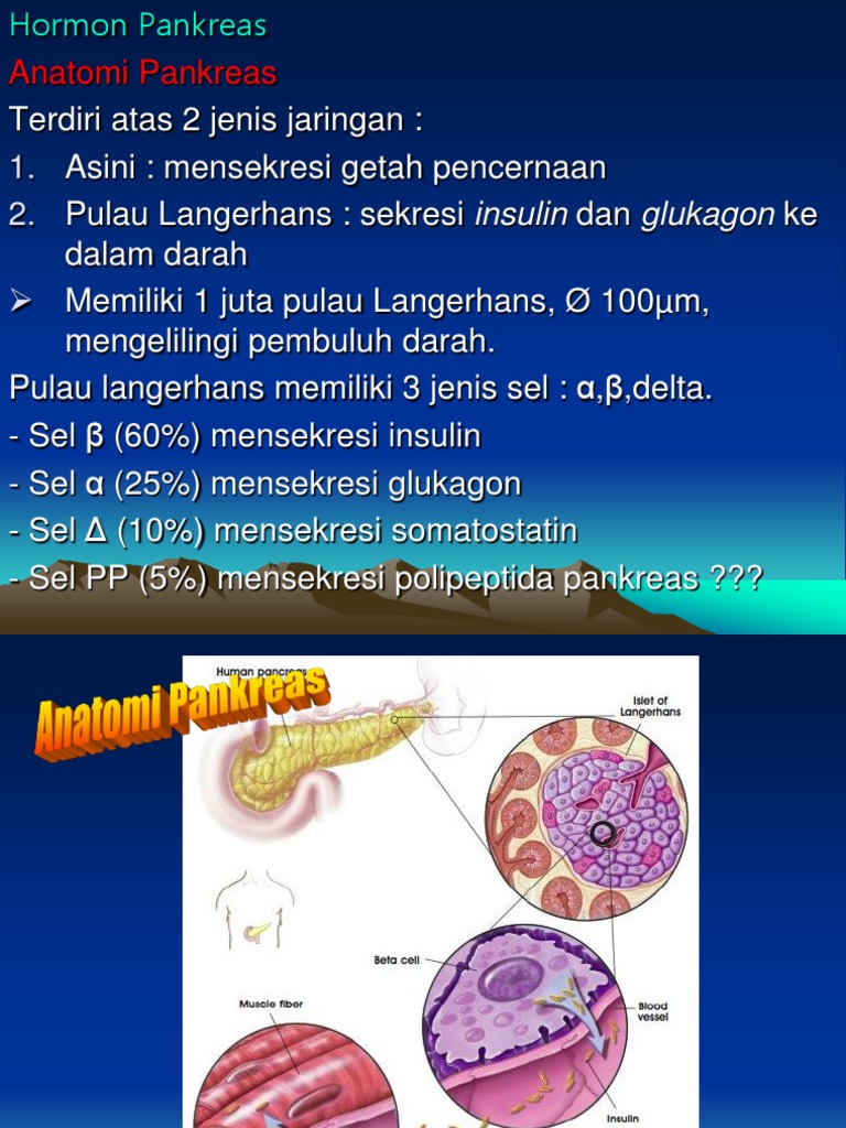 Fungsi dan Sekresi Hormon Pankreas | PDF | Kesehatan Holistik