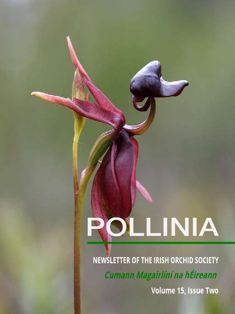 Pollinia - The Irish Orchid Society Newsletter | PDF | Orchidaceae ...