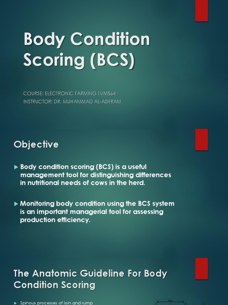 Body Condition Scoring BCS Final | PDF | Cattle | Milk