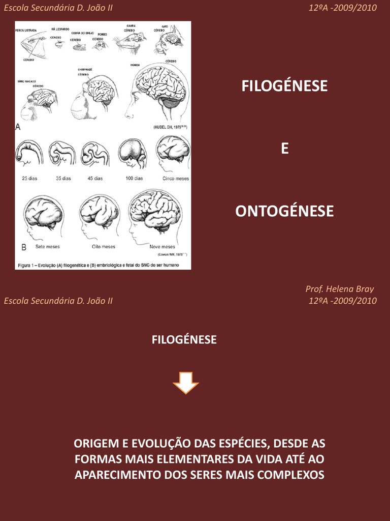 Filogénes e Ontogénese | PDF