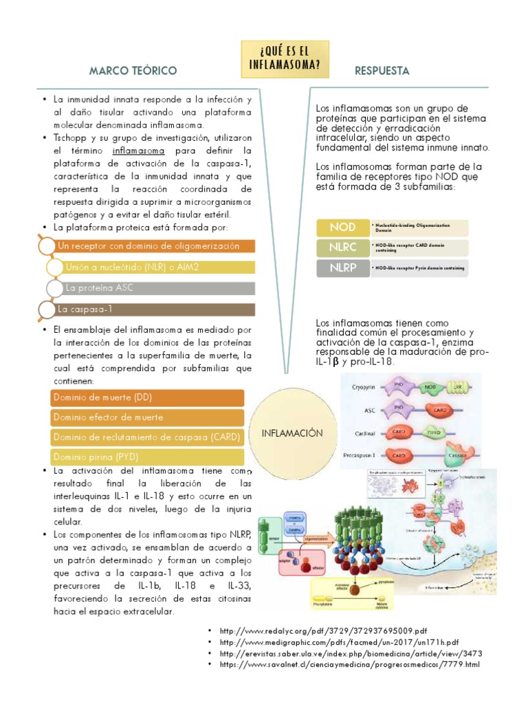 Qué Es El Inflamasoma | PDF | Caspasa | Sistema inmune innato