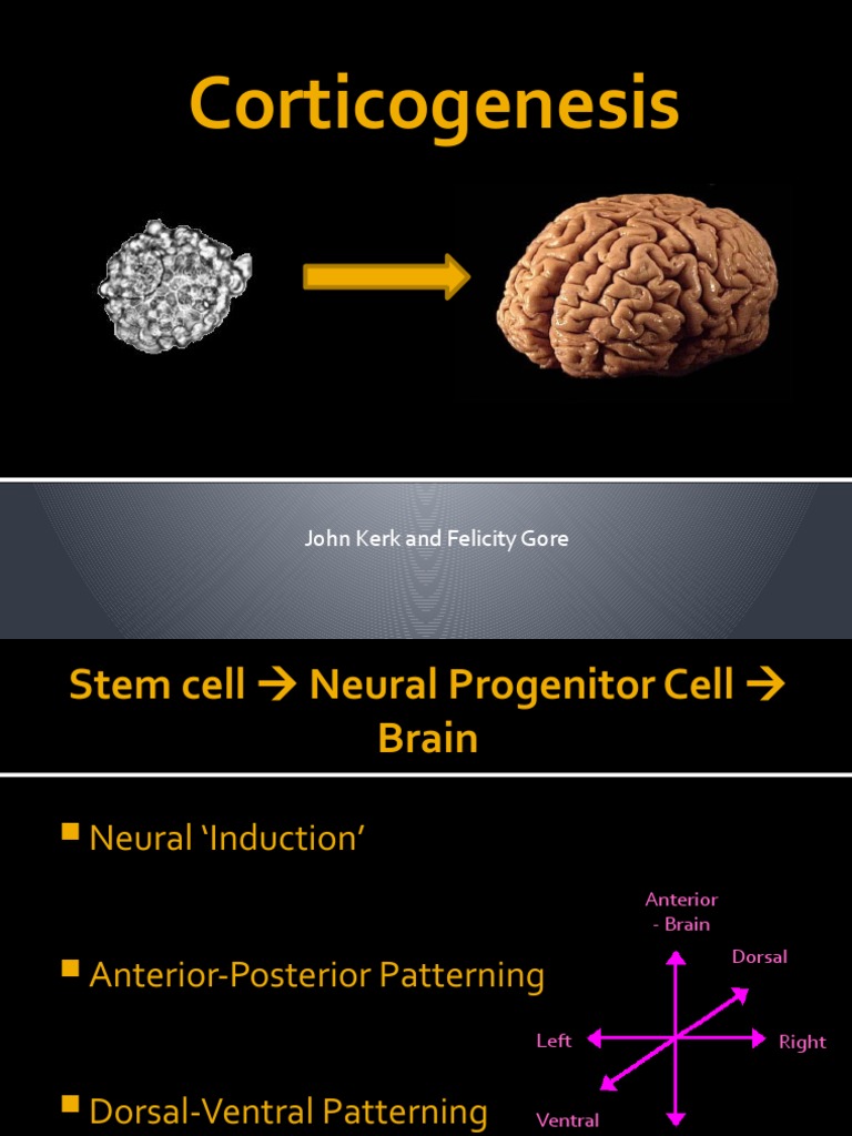 An Intrinsic Mechanism of Sequential Corticogenesis from Embryonic Stem ...