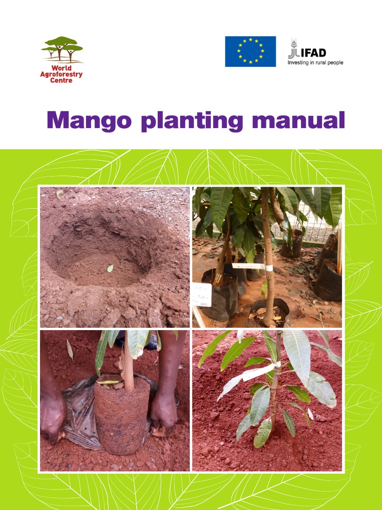 Mango Planting Manual | PDF | Mango | Trees